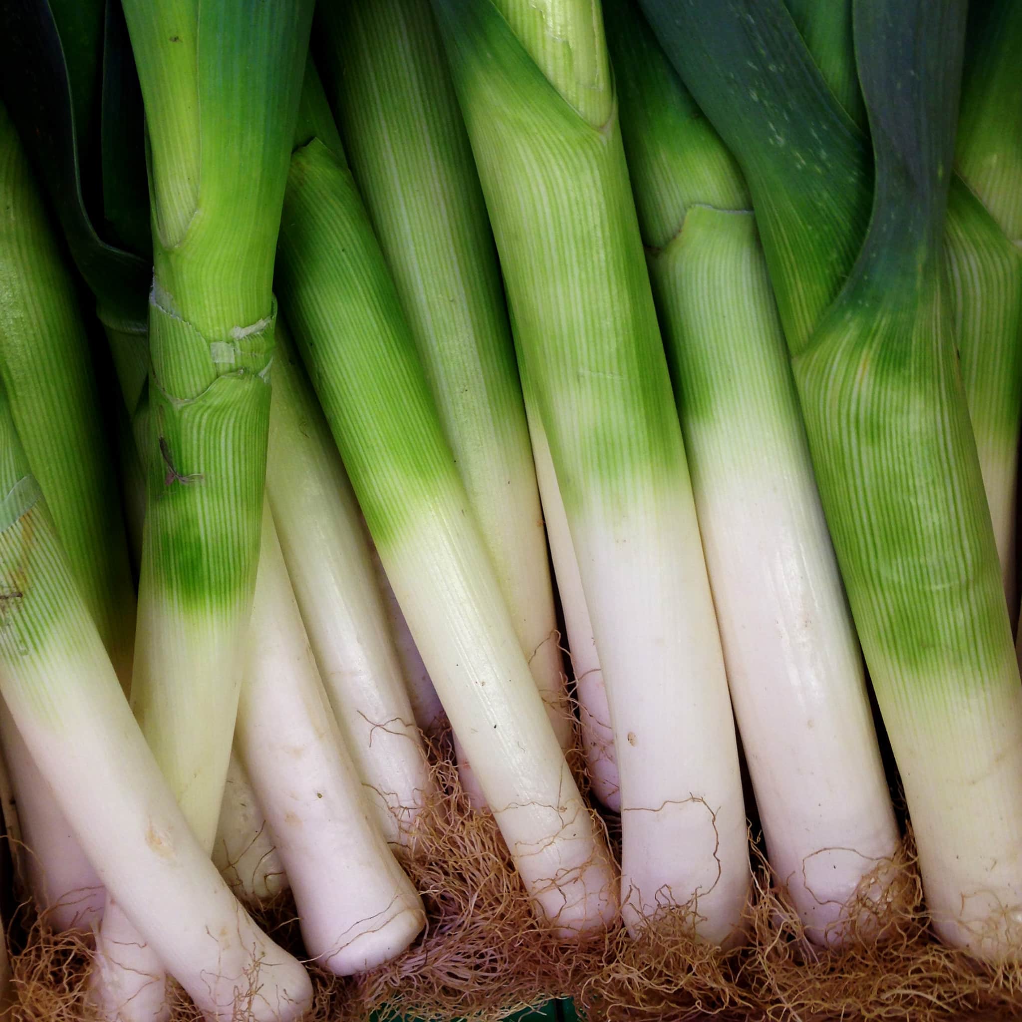 Porree 1 Stange (ca. 250 gr.) – Mahlbergs Biogarten