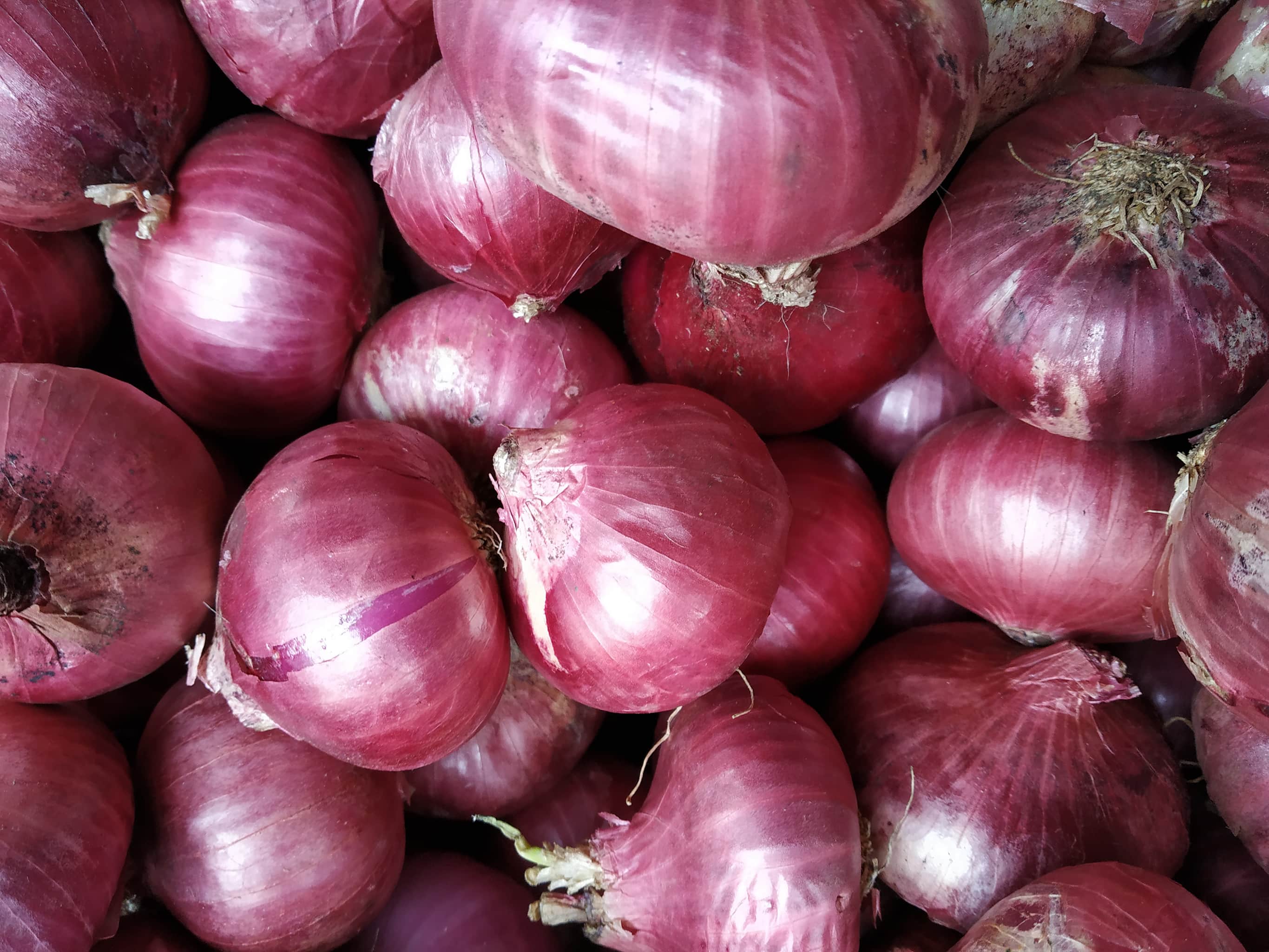 Bio Zwiebeln rot (500 gr.) – Mahlbergs Biogarten